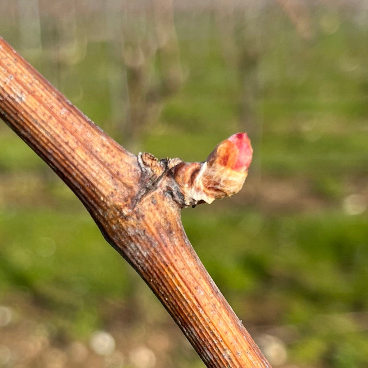 Bud burst – Heppington