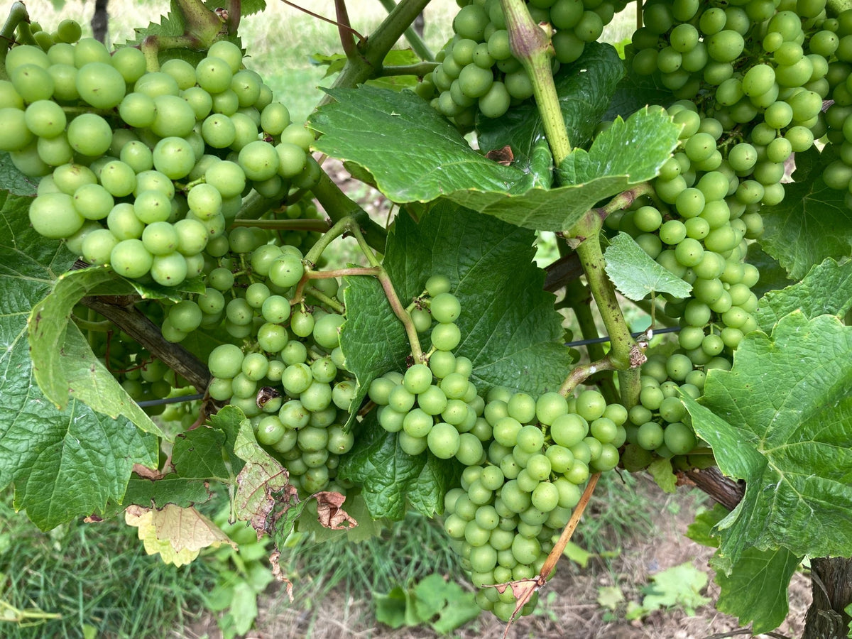 Grape expectations – Heppington